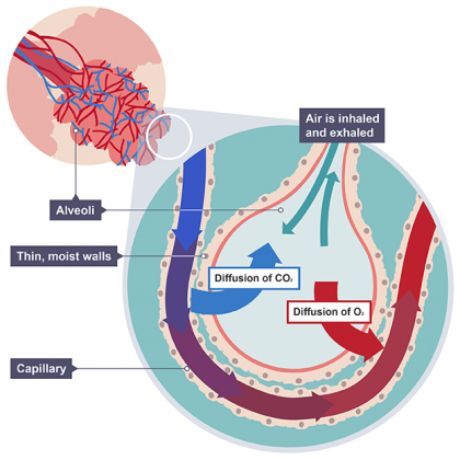 Adaptations of Alveoli for Exchange of Gases