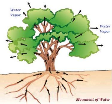 Transportation of Water and Mineral Ions in Plants