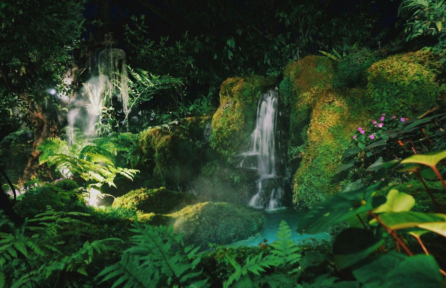 The Living World: Tropical Rainforests
