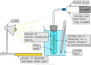 Using Redox Indicators to Investigate the Rate of Photosynthesis