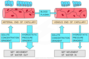 What is Tissue Fluid?