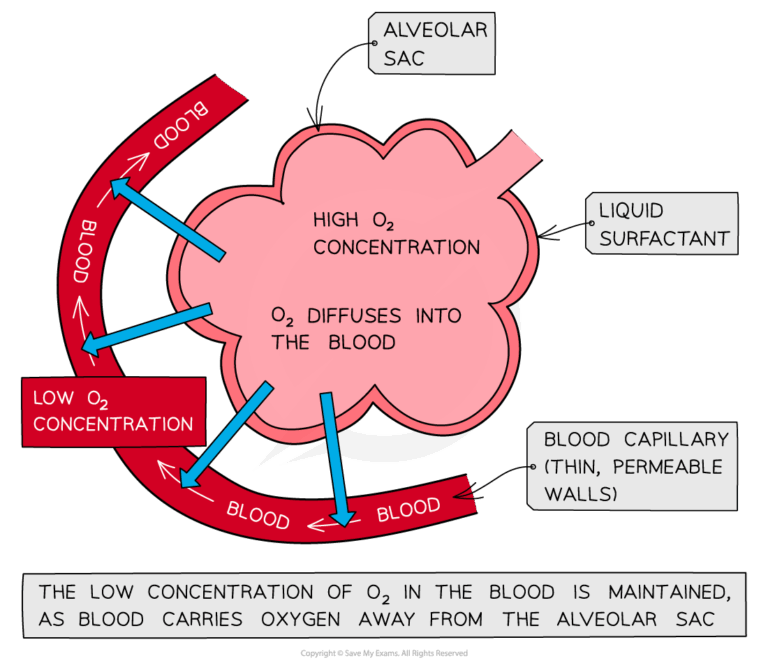 What are the Structure and Functions of Gas Exchange System?
