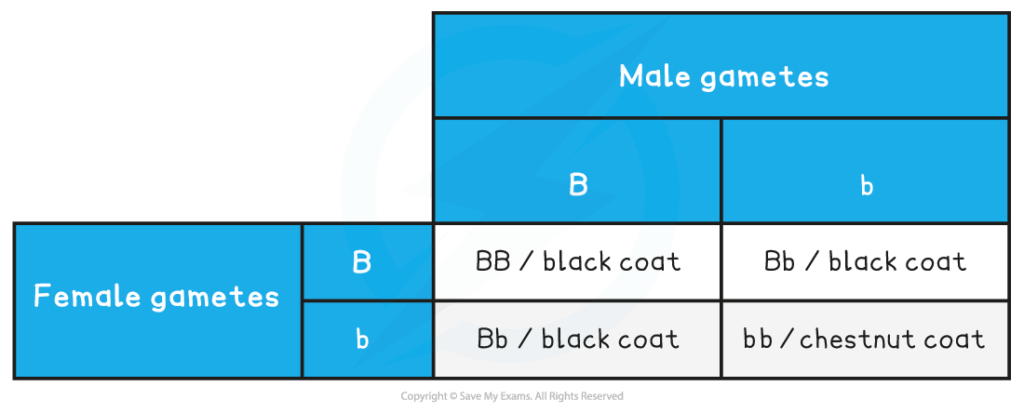 Monohybrid vs Dihybrid Crosses