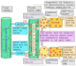 Mechanism Explaining Sucrose Loading and Mass Flow in Phloem