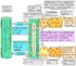 Mechanism Explaining Sucrose Loading and Mass Flow in Phloem