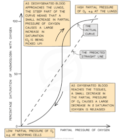 Oxygen Dissociation Curve and the Bohr's Shift