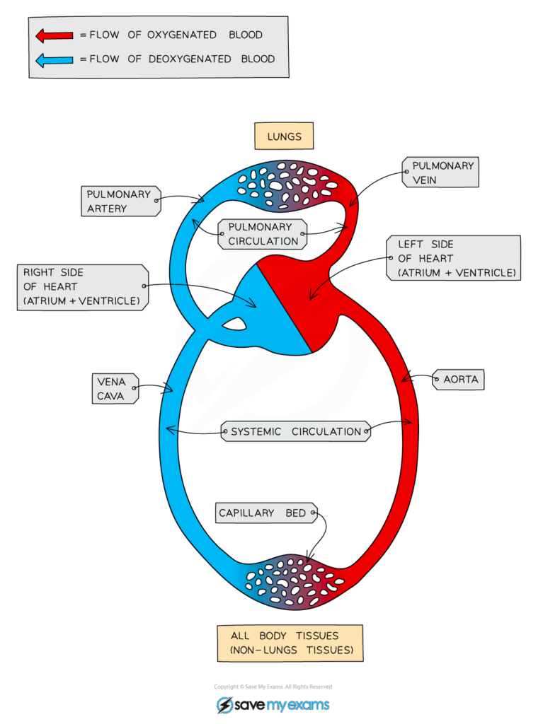 Blood Circulation in Mammals