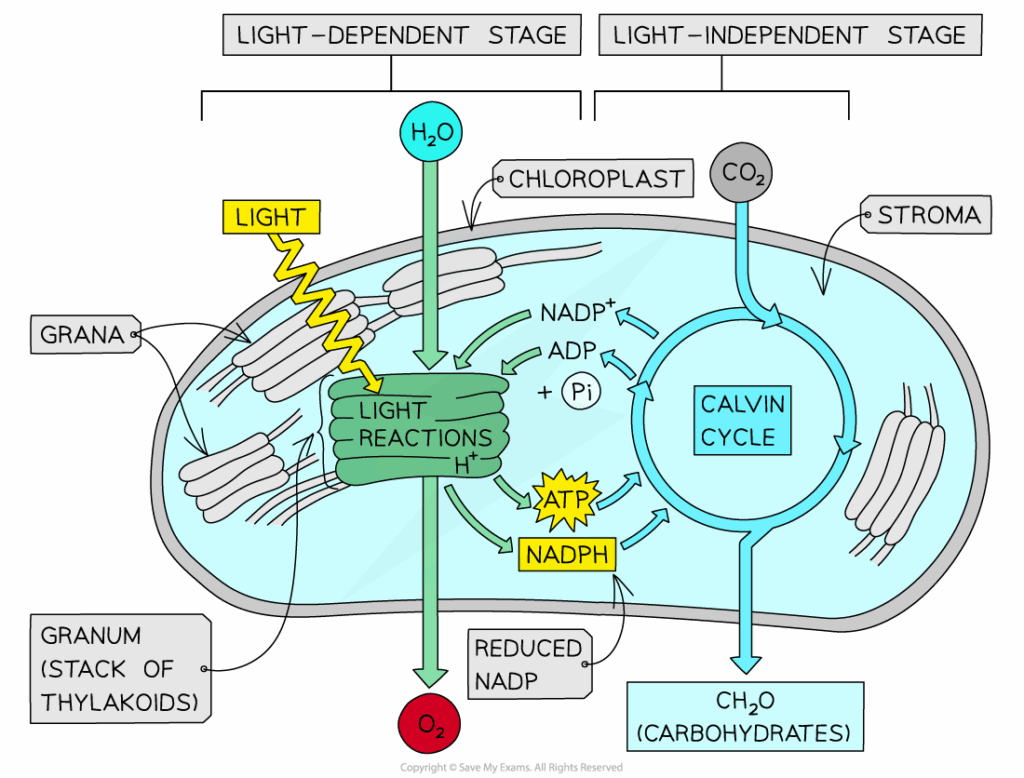 Structure of Chloroplasts and Two Stages of Photosynthesis