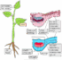 Transverse Section in Plants