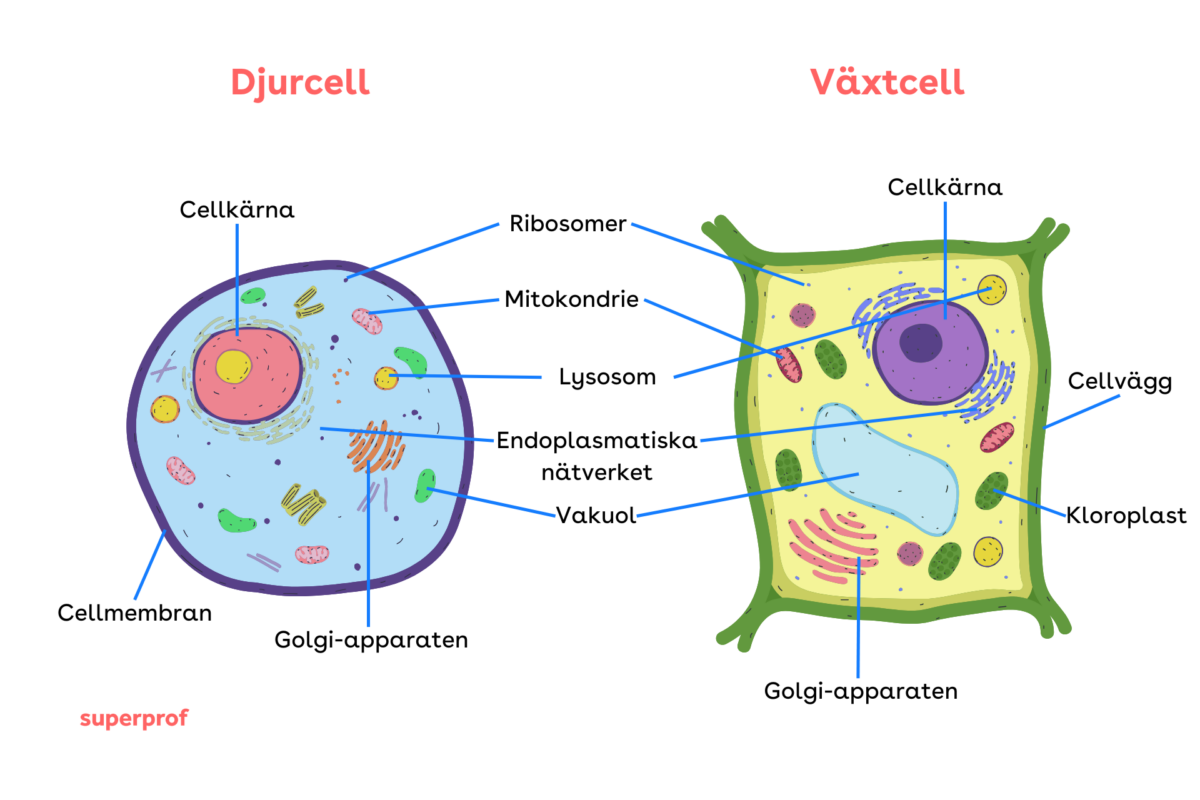 Allt om djurceller och växtceller