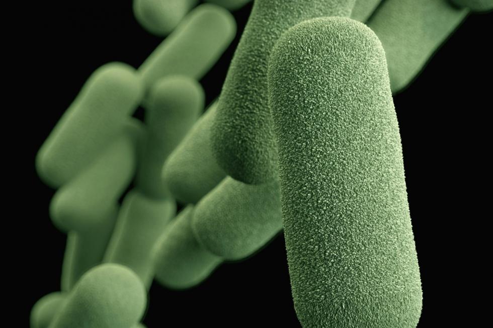 Is Microbiology Hard? Unveiling the Challenges and Providing Tips to ...